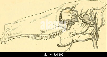 Gaumensegel - Pferd Equus Anatomie - isoliert auf weißem Pferd ...