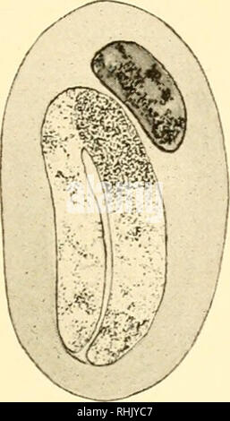 . Die Biologie der Protozoen. Protozoen; Protozoen. Morphologie UND ...