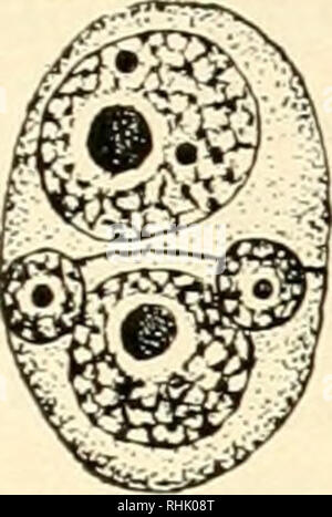 . Die Biologie der Protozoen. Protozoen; Protozoen. Morphologie UND ...