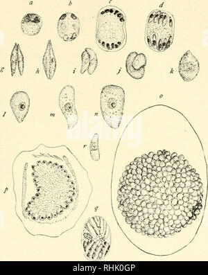 . Die Biologie der Protozoen. Protozoen; Protozoen. Morphologie UND ...