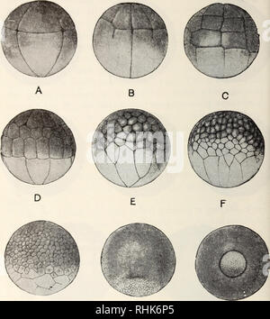 . Die Biologie der Frosch. Frösche. 96 DIE BIOLOGIE DER FROSCH CHAP ...