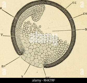 . Die Biologie der Frosch. Frösche. 96 DIE BIOLOGIE DER FROSCH CHAP ...