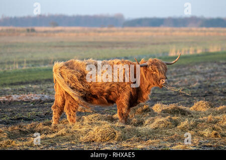 Haarige Kuh wollig Hochlandrinder Kühe zottigen lange Horn Hörner ...