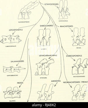 . Stellung der Morphologie. Morphologie (Tiere); Chordata. Abbildung 8 ...