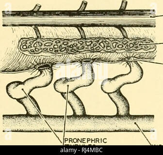 . Vergleichende Anatomie. Anatomie, Vergleichende. Das UROGENITALSYSTEM ...