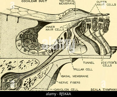 Anatomie des Cochlea-Kanals in das menschliche Ohr Stockfotografie - Alamy