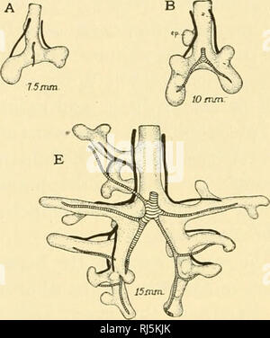. Stellung Anatomie. Chordata; Anatomie, Vergleichende. ", DORSAL-ia ...