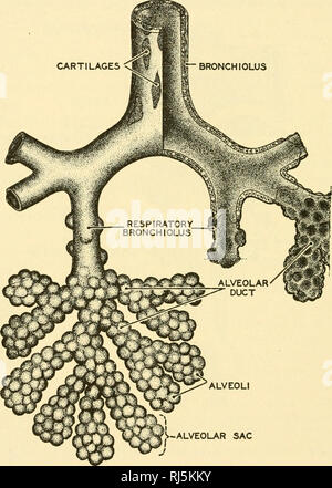 . Stellung Anatomie. Chordata; Anatomie, Vergleichende. LOBULE ...
