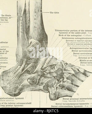. Ein Atlas der menschlichen Anatomie für Studenten und Ärzte. Anatomie ...