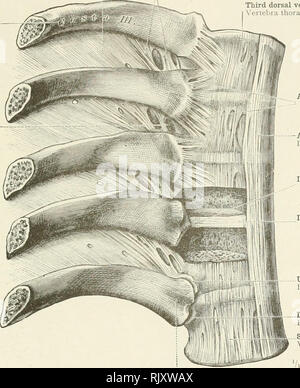 . Ein Atlas der menschlichen Anatomie für Studenten und Ärzte. Anatomie ...