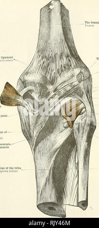 . Ein Atlas der menschlichen Anatomie für Studenten und Ärzte. Anatomie ...