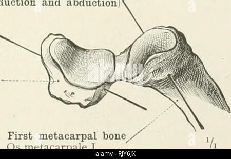 . Ein Atlas der menschlichen Anatomie für Studenten und Ärzte. Anatomie ...