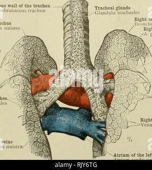 . Ein Atlas der menschlichen Anatomie für Studenten und Ärzte. Anatomie ...