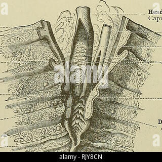 . Ein Atlas der menschlichen Anatomie für Studenten und Ärzte. Anatomie ...