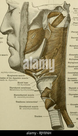 . Ein Atlas der menschlichen Anatomie für Studenten und Ärzte. Anatomie ...