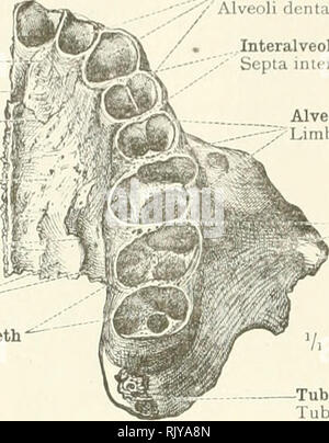 . Ein Atlas der menschlichen Anatomie für Studenten und Ärzte. Anatomie ...