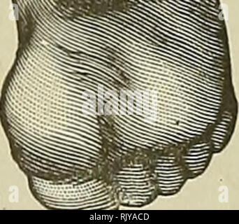 . Ein Atlas der menschlichen Anatomie für Studenten und Ärzte. Anatomie ...