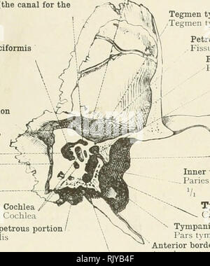 . Ein Atlas der menschlichen Anatomie für Studenten und Ärzte. Anatomie ...