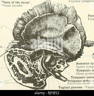 . Ein Atlas der menschlichen Anatomie für Studenten und Ärzte. Anatomie ...