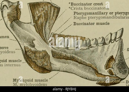 . Ein Atlas der menschlichen Anatomie für Studenten und Ärzte. Anatomie ...