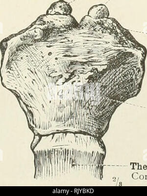 . Ein Atlas der menschlichen Anatomie für Studenten und Ärzte. Anatomie ...