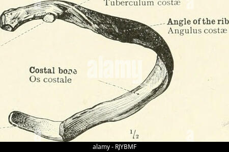 . Ein Atlas der menschlichen Anatomie für Studenten und Ärzte. Anatomie ...