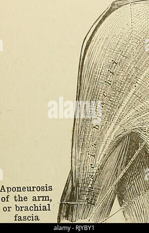 Der Musculus deltoideus Stockfoto, Bild: 13234518 - Alamy