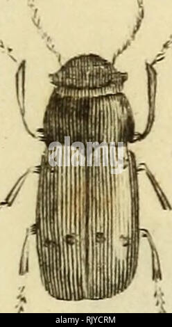 . Atlas des Insectes, Composé de 110 Planches, Représentant la plupart ...