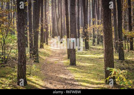 Touristische Pfad im Wald Kampinos (Polnisch Puszcza Kampinoska ...