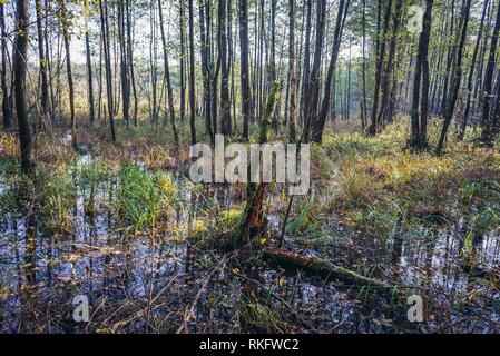 Sumpfige Gebiet des Kampinoski Wald (Polnisch Puszcza Kampinoska ...