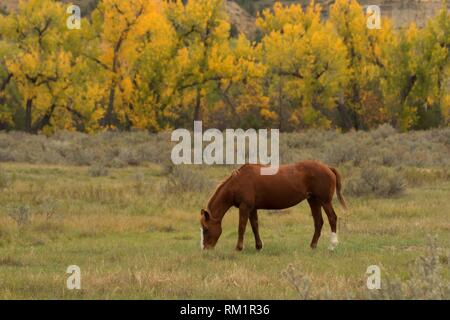 Wildpferd, Theodore Roosevelt Nationalpark, North Dakota, USA, USA ...