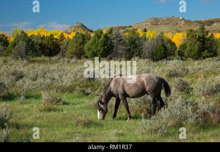 Wildpferd, Theodore Roosevelt Nationalpark, North Dakota, USA, USA ...