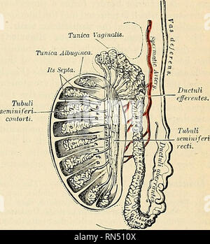 . Anatomie, beschreibende und angewendet werden. Anatomie. Die HODEN ...