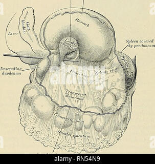 . Anatomie, beschreibende und angewendet werden. Anatomie. Die Leber ...