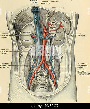 . Anatomie, beschreibende und angewendet werden. Anatomie. Das ...