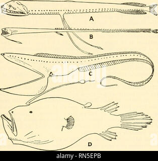 . Biologie der Tiere. Zoologie; Biologie. Klasse Fische 347 373. Körper ...