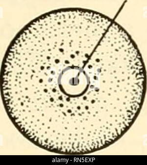 . Biologie der Tiere. Zoologie; Biologie. Klasse Fische 347 373. Körper ...