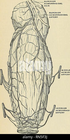 . Anatomie, beschreibende und angewendet werden. Anatomie. Das REKTUM ...