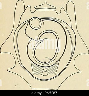 . Anatomie, beschreibende und angewendet werden. Anatomie. Das REKTUM ...