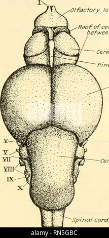 . Biologie der Tiere. Zoologie; Biologie. Klasse Fische 347 373. Körper ...