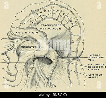 . Anatomie, beschreibende und angewendet werden. Anatomie. Das ...