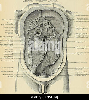 . Anatomie, beschreibende und angewendet werden. Anatomie. Das ...