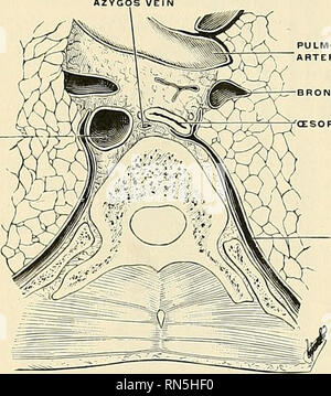 . Anatomie, beschreibende und angewendet werden. Anatomie. Der THORAX ...