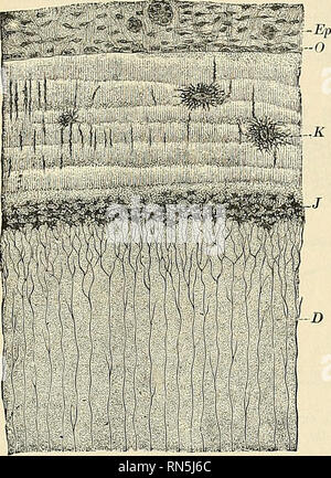 . Anatomie, beschreibende und angewendet werden. Anatomie. Der Mund ...
