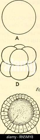 . Biologie der Tiere. Zoologie; Biologie. 122 METAZOEN IM ALLGEMEINEN ...