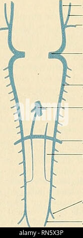 . Anatomie, beschreibende und angewendet werden. Anatomie. Der A ...