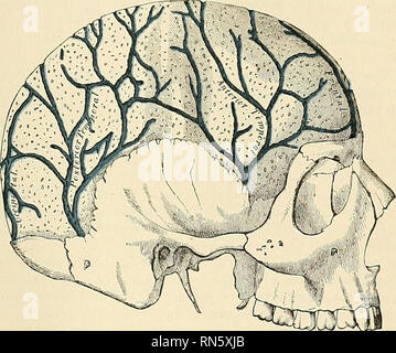 . Anatomie, beschreibende und angewendet werden. Anatomie. Der Schädel ...