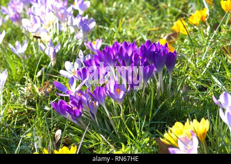 Fruhbluher Im Garten