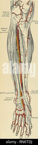 . Anatomie, beschreibende und angewendet werden. Anatomie. Der A ...