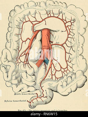. Anatomie, beschreibende und angewendet werden. Anatomie. Die ...